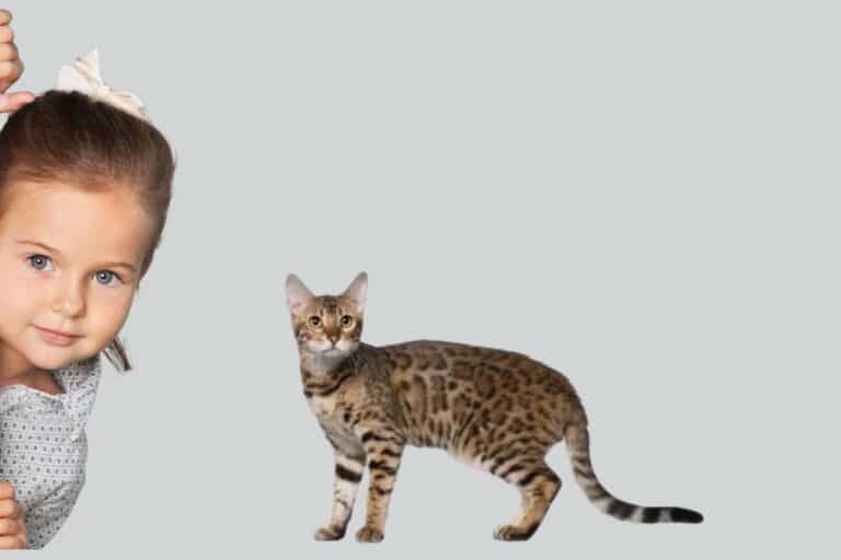 Découvrez les différentes morphologies des chats : Bréviligne ...